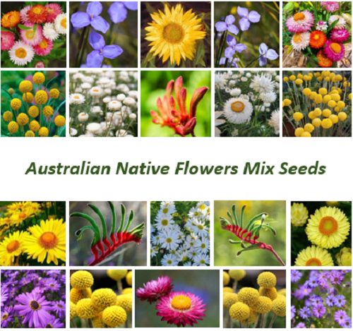 Australian Native Flowers Mix Seeds All Year Round Australian Wild ...