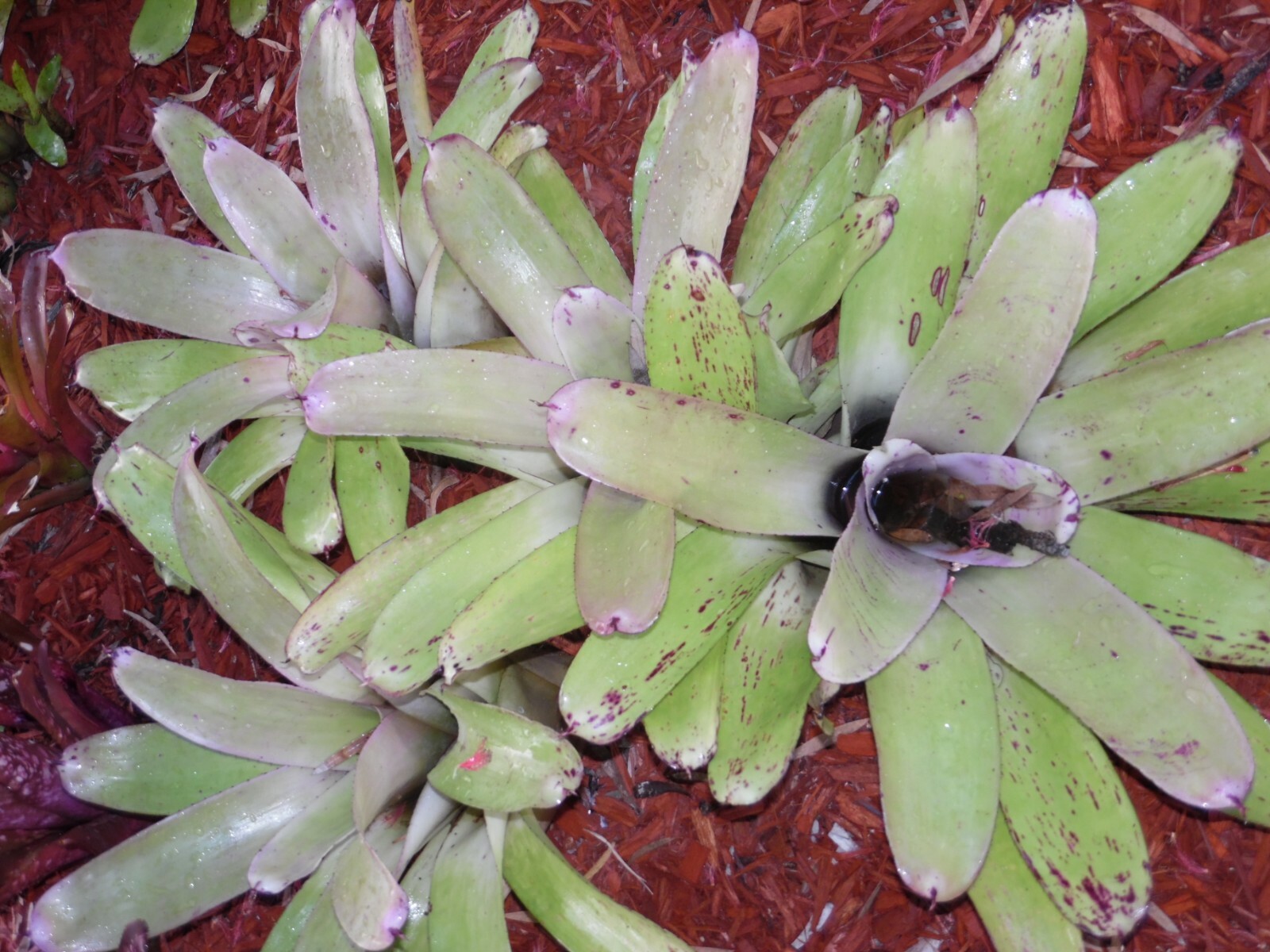 Neoregelia CONCENTRICA Bromeliad one tropical plant *BIG* | eBay