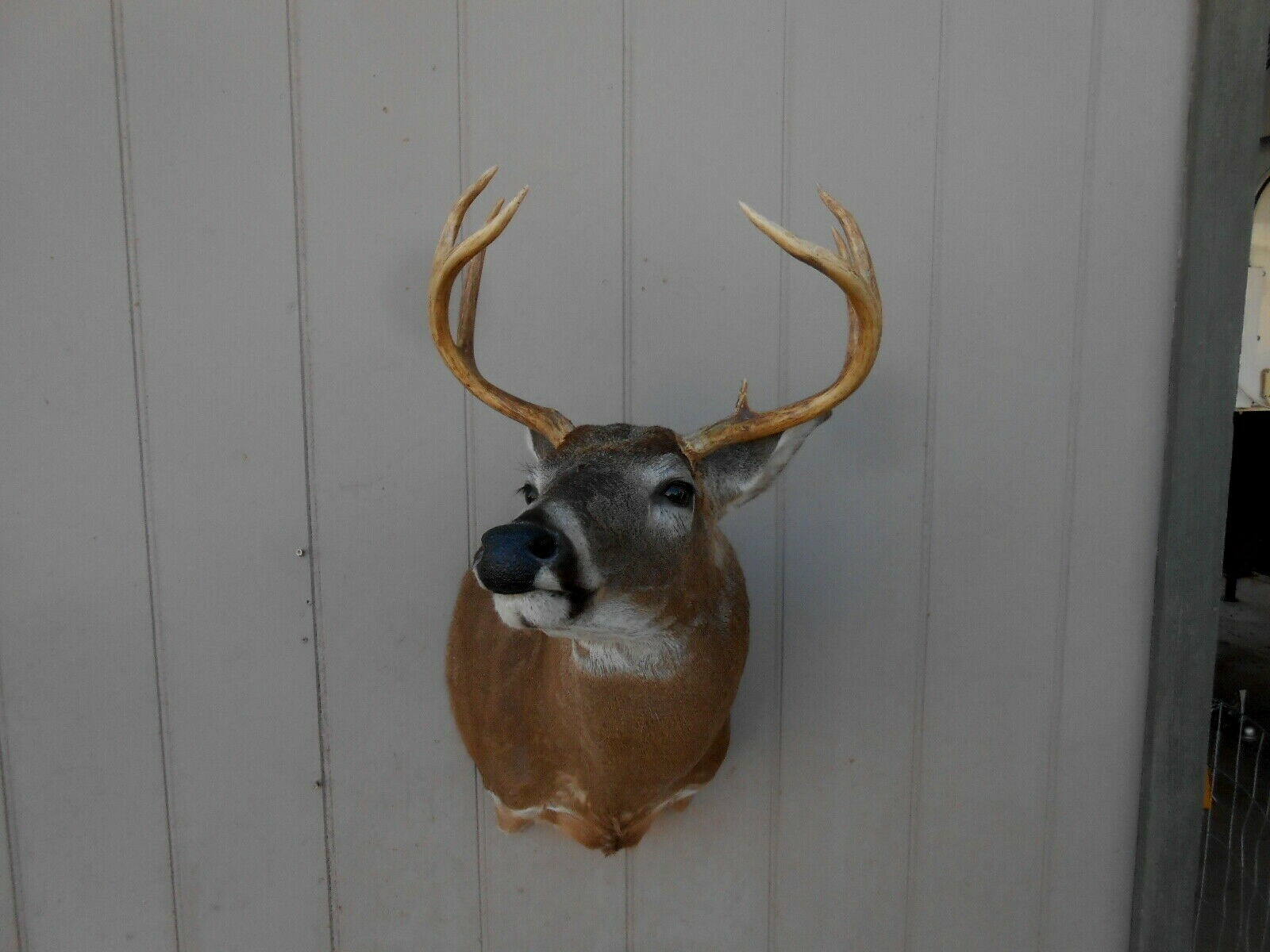 4x4 WHITETAIL DEER SHOULDER MOUNT Antlers READY TO HANG mule mount elk ...