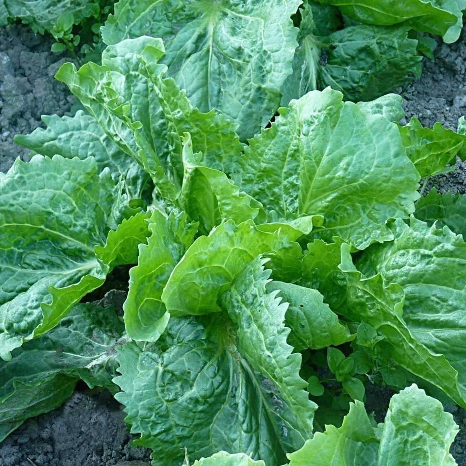 Endive Seeds, Escarole, Batavian Broadleaf, NON-GMO, Variety Sizes ...