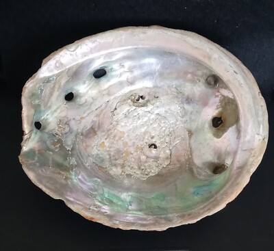 Vintage Abalone Shell Half Polished Large 7.5 x 6 Inches For Jewelry ...