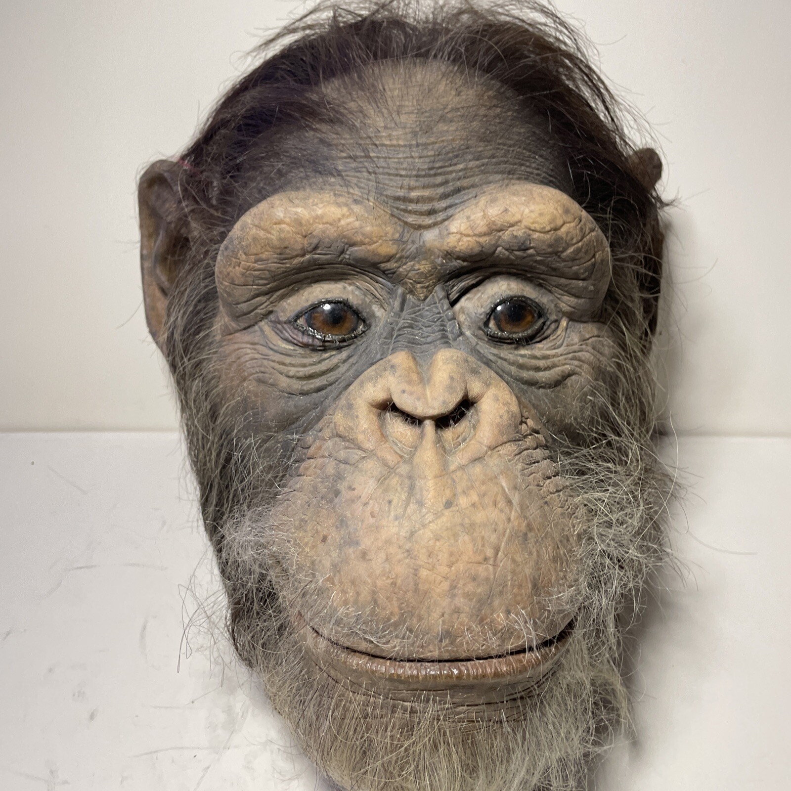 ED movie Prop Chimpanzee Maquette 1:1 S cale Original Production Props ...