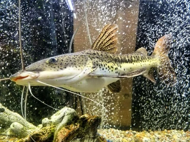 Red Tail Shovelnose Catfish