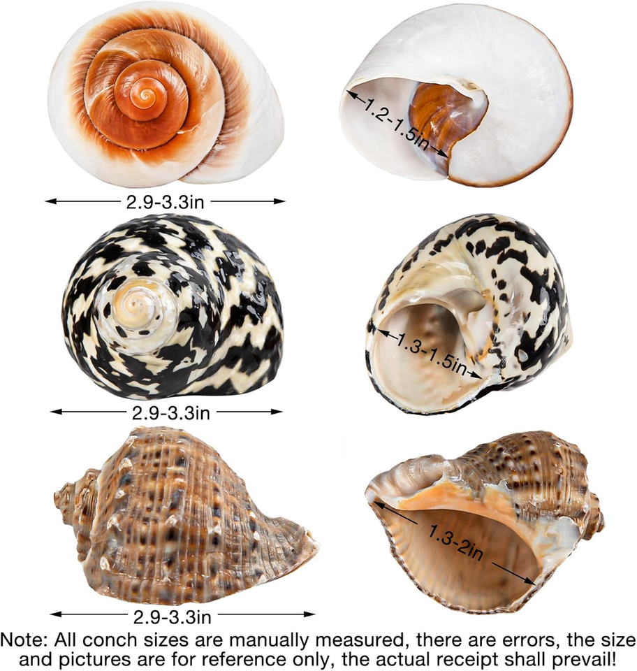 Boutique Extra to Large Hermit Crab Shells 2.9"-3.3" Natural Hermit ...