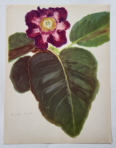 Arlette Davids Lithograph Color Plate Botanical Vintage Art Print | eBay