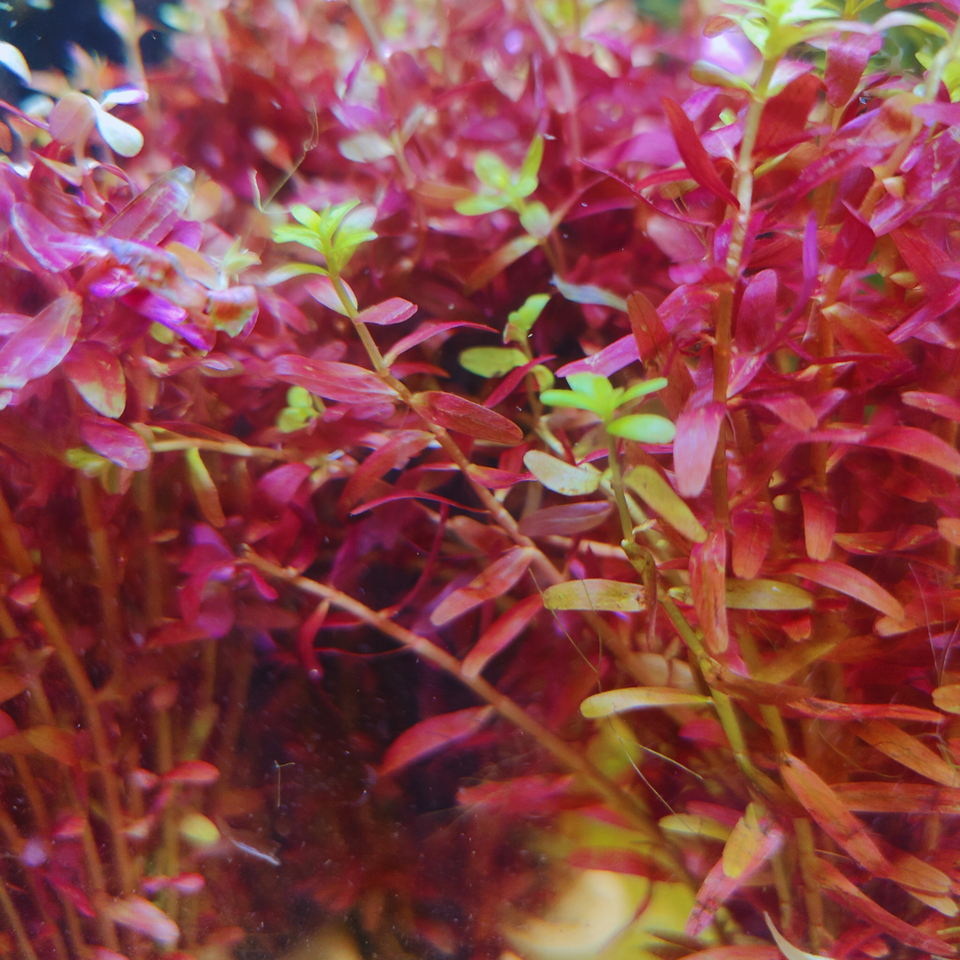 Rotala Indica Rotundifolia x 5 loose Live aquarium plant pink red ...