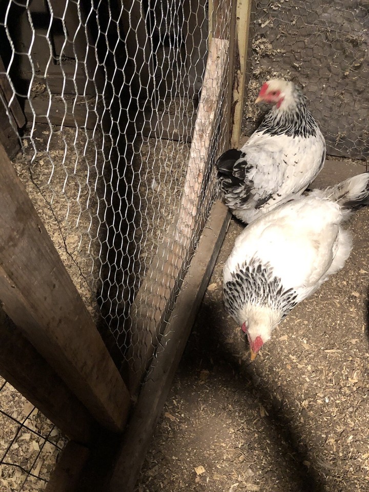 6+ Pure Bred White Brahma Chicken Hatching Eggs | eBay