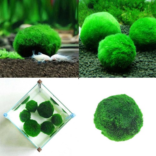 2pcs Green Giant Marimo Ball Cladophora Live Aquarium Plant Fish ...