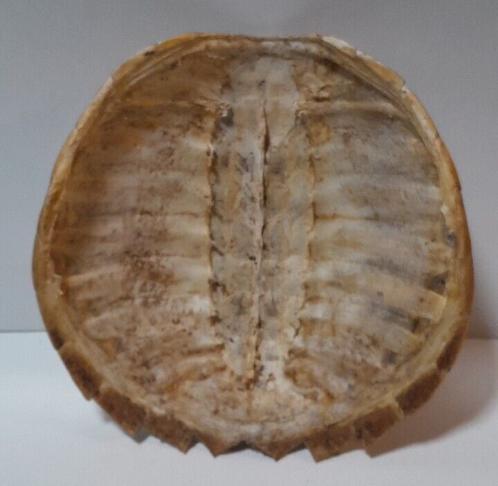 Real Common Snapping Turtle Shell Taxidermy 10" x 9.75" | eBay