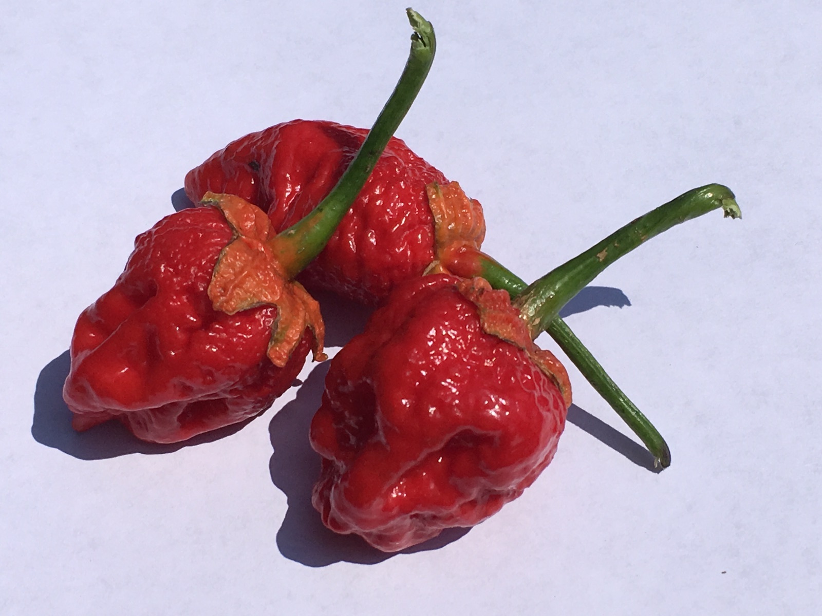 (4) STRAIN EXTREME HEAT CHILI PEPPER COMBO!! WORLD'S HOTTEST RARE ...