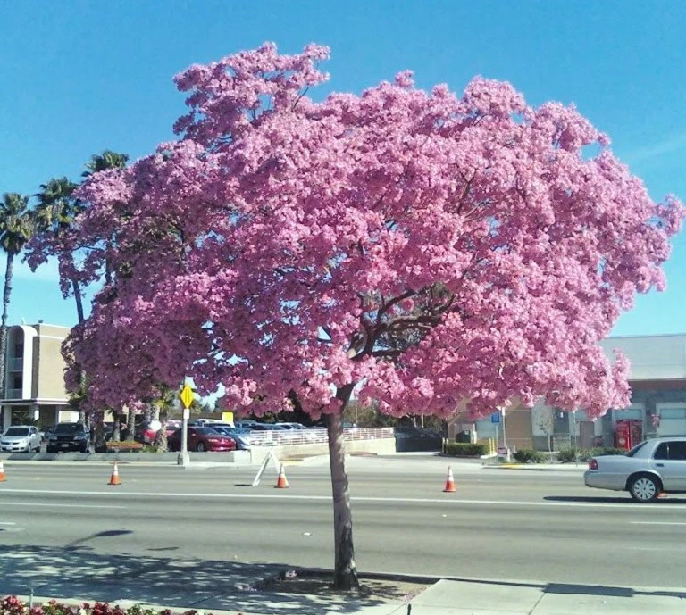 Pink Tabebuia Tree