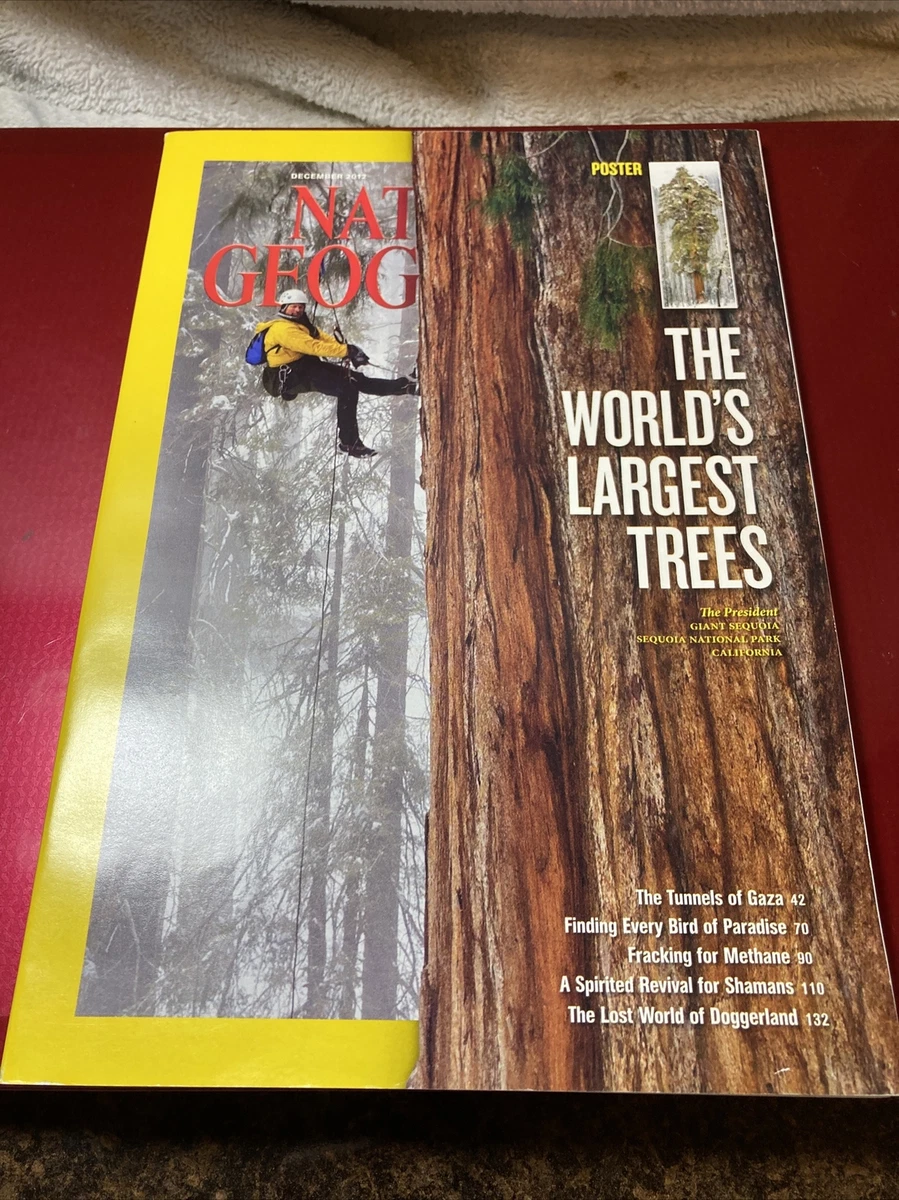 Worlds Tallest Tree National Geographic
