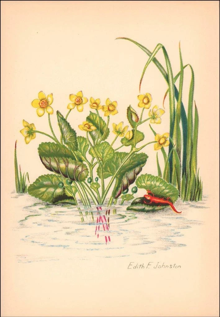 Marsh Marigold Drawing