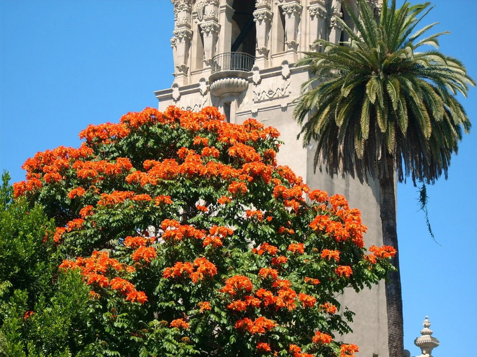 15 Red AFRICAN TULIP TREE (Fire Tree / Flame of the Forest / Fountain ...