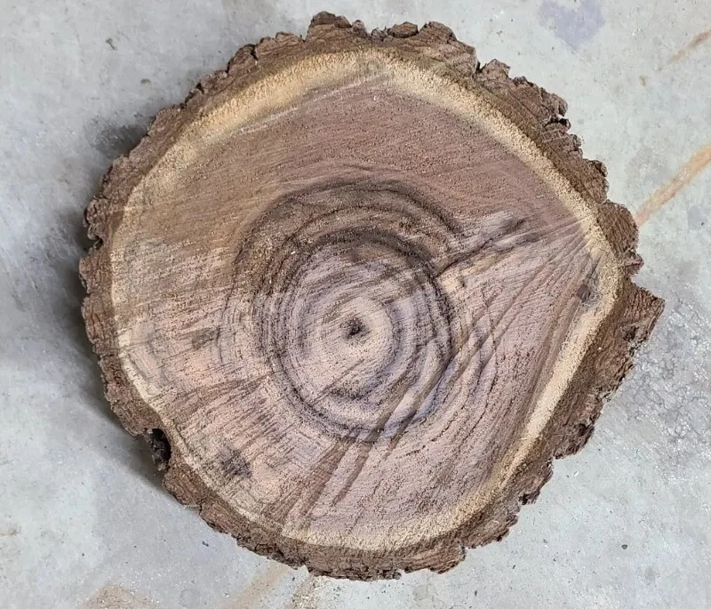 Walnut Tree Rings