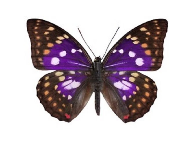 Real Purple Butterfly Pictures