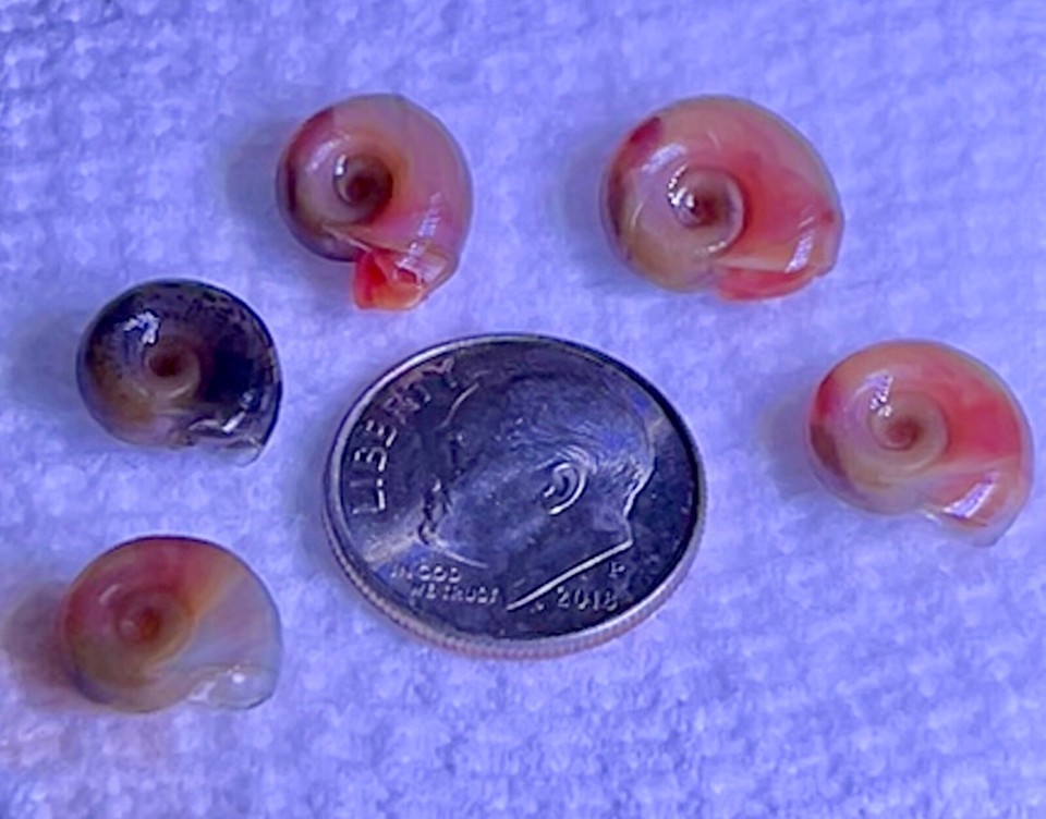 20+ Ramshorn Snails Assorted Colors (Pink Red Blue) + Free Floating ...