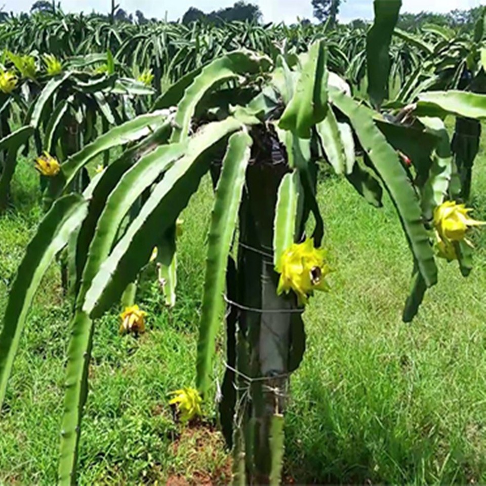 Dragon Fruit Yellow Pitaya Israeli Golden Isis Gold Live Cutting Type ...