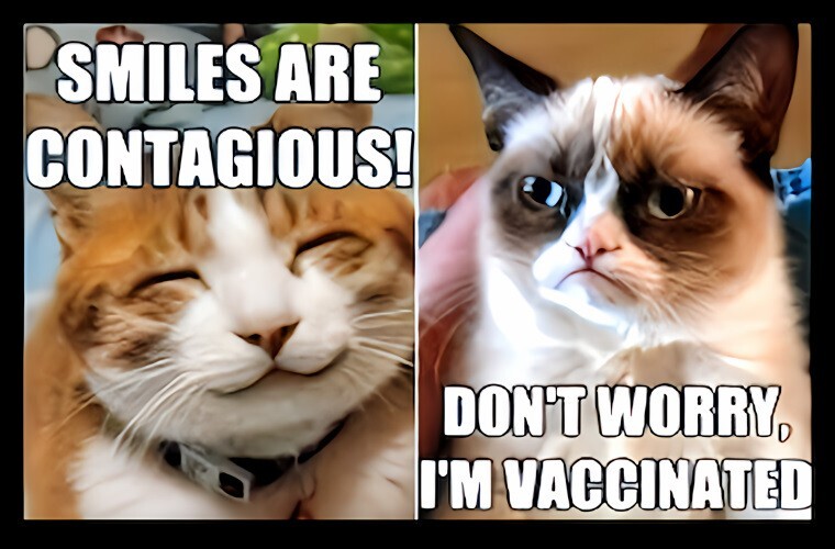 Best Grumpy Cat Meme