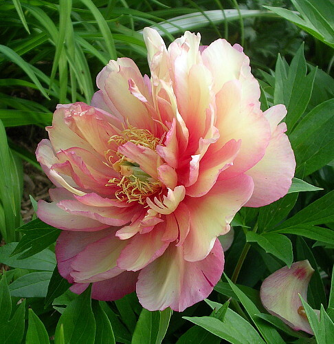 Julia Rose Intersectional Itoh Tree Peony - Apricot/reddish-purple ...