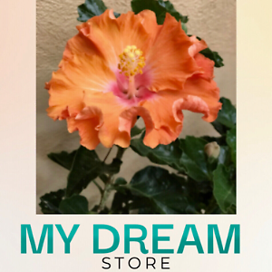 My Dream Store | eBay UK Stores