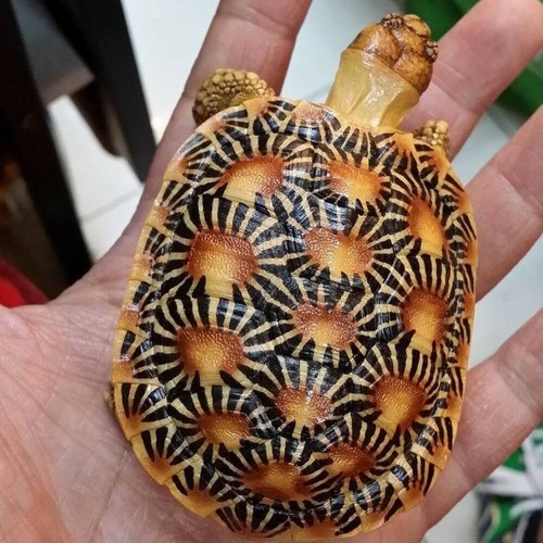 Life Size Pancake Tortoise Turtle Replica Model Figurine Figure light ...