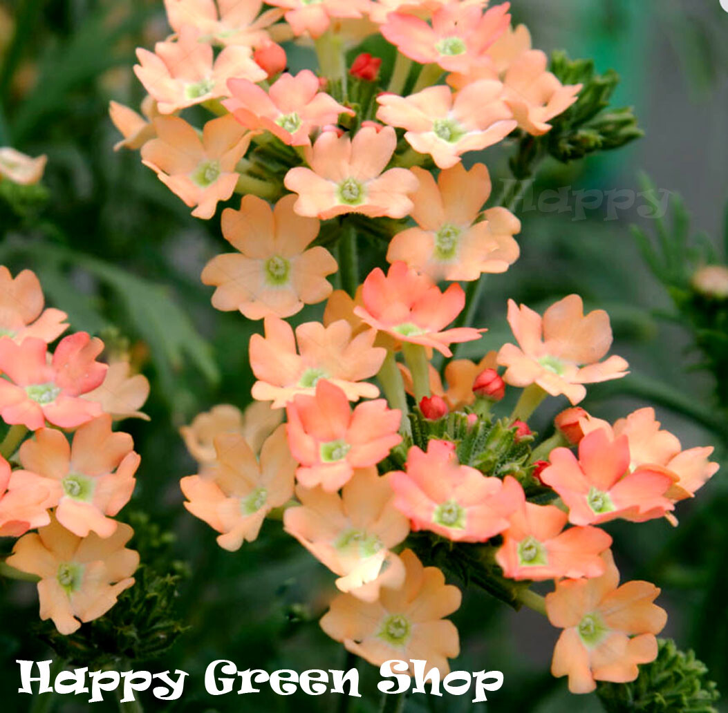 Verbena Apricot Dwarf 110 seeds - Verbena Hybrida Nana Compacta ...