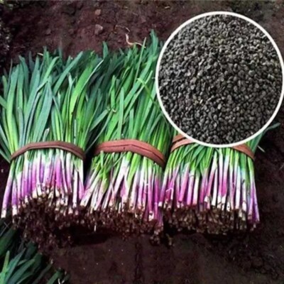 Chinese Red Stem Garlic Chives Organic Herb (紫根韭菜）200+ | eBay Australia
