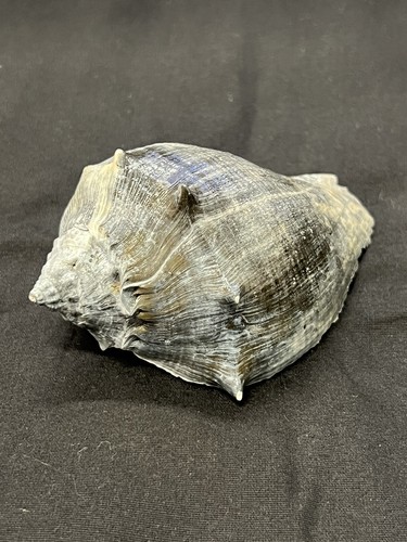 RARE Fossilized KINGS CROWN Shell From Central Florida, Pliocene Era ...