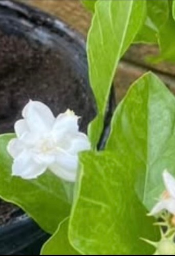 Rare Arabian Sambac Jasmine Mysore Mulli 1-Live Plant Fragrant double ...