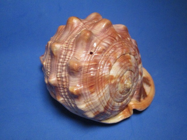 Cypraecassis rufa (Linnaeus, 1758) "A CLASSIC COLLECTIBLE!" (129.9mm ...