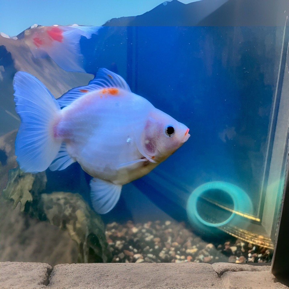LIVE pond goldfish (Boutique) Oranda goldfish 5-6Inch | eBay
