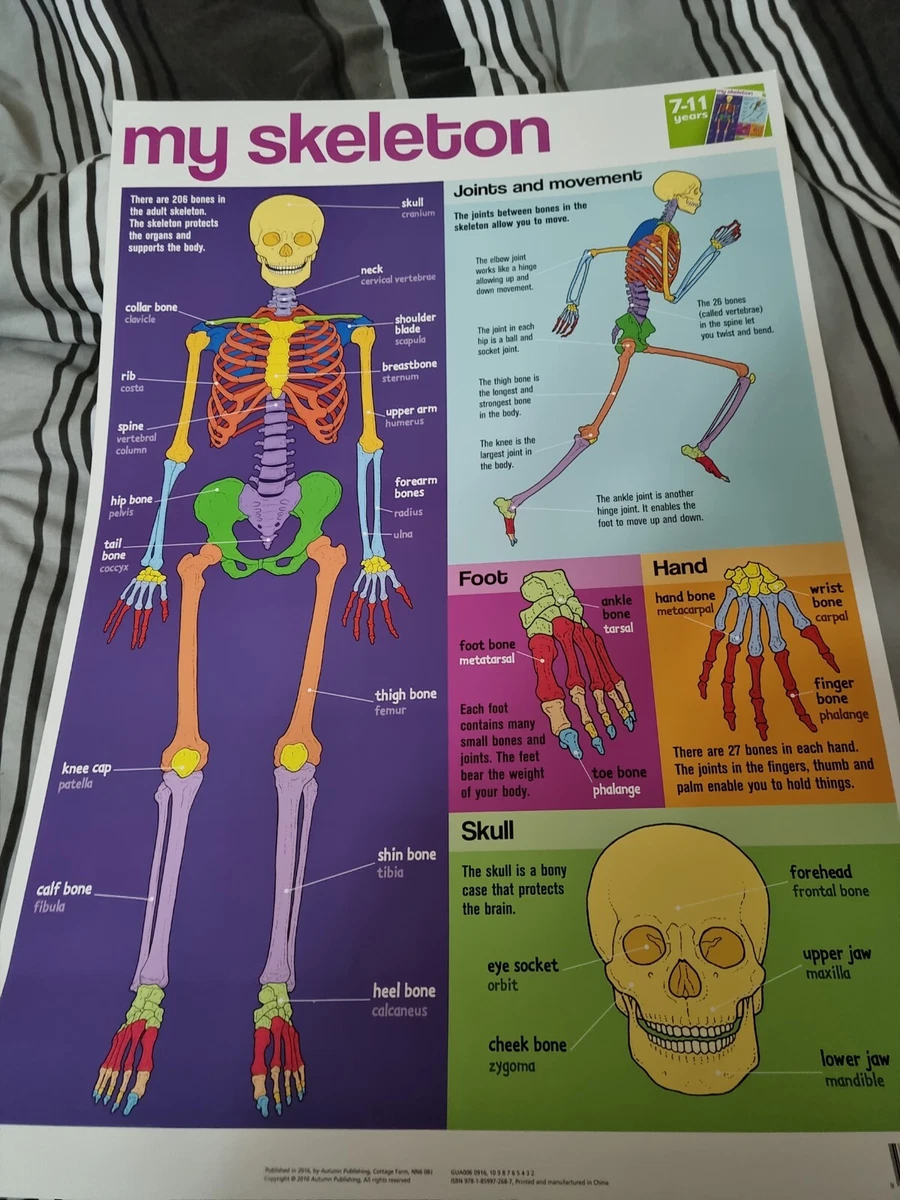 Human Skeleton Diagram For Kids