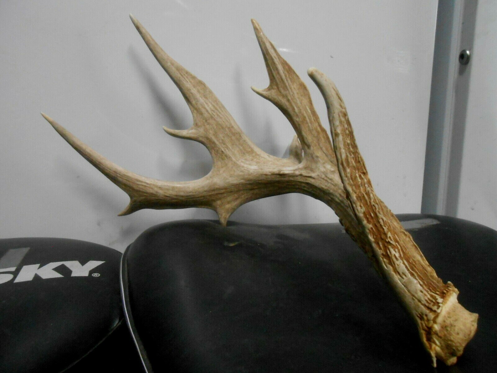 4 DROPTINES 9×9 WHITETAIL DEER sheds Antlers mule mount taxidermy elk ...