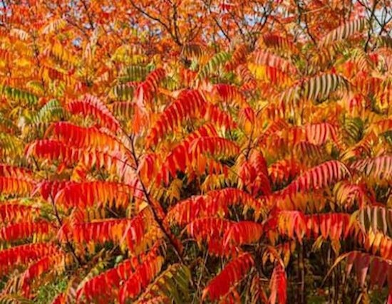 Staghorn Sumac Seeds Rhus Typhina Native Red Lemonade Red Fall Colors ...