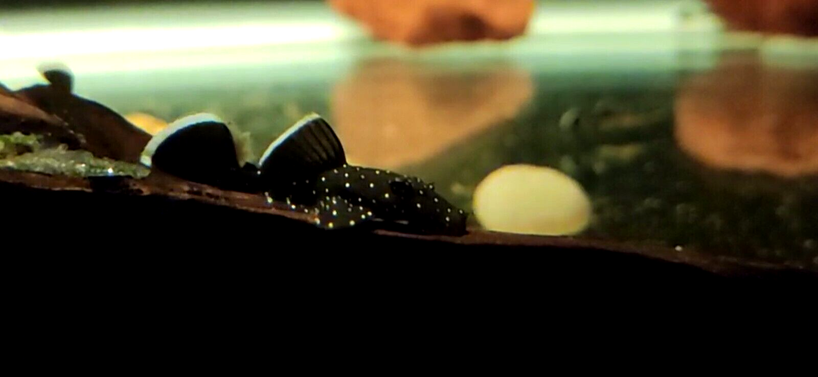 Group of 6 L181 Peppermint Bristlenose Plecos Ancistrus sp. @1.25"+ USA ...