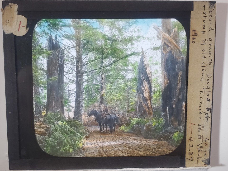 1900, 2bd Growth Douglas Fir, Rainier N.F. Washington, Magic Lantern ...