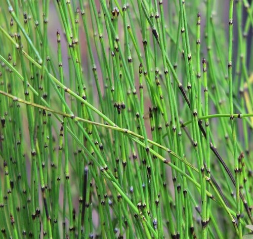 Dwarf Horsetail For Small Ponds or Water Feature Plant Aquatic Pond ...