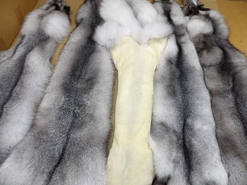 Tanned #1 Shadow Fox Hide/Silver Grey Color/Furs/Trapping/Taxidermy ...