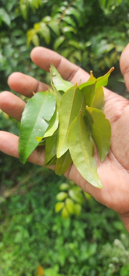 Rare Olax zeylanica Leaves Ceylon Olax Tea Medicine for Urinary tract ...