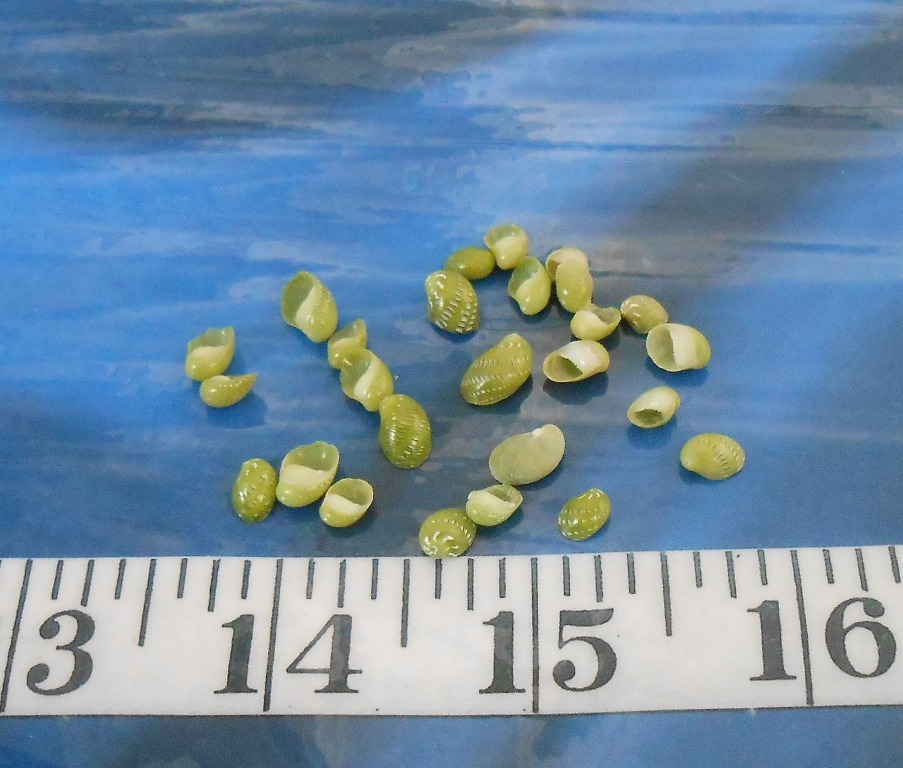 ~ Emerald Nerite Snail Shells ~ 25 ~ Green ~ Shellcraft ~ Sailor's ...