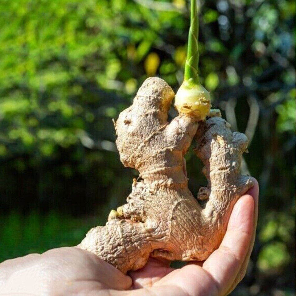 50+ Fresh Ginger Live Roots None GMO Sprouted rhizomes 50 Roots Ready ...