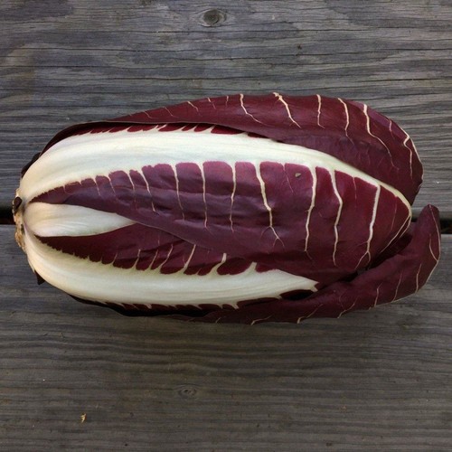 CHICORY Trevisio Red 170 seeds Spring Summer Vegetable garden Easy grow ...