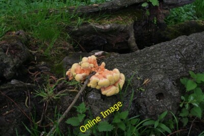 Photo 6x4 Amazing fungus Brookenby Next to the stream crossed by the ...