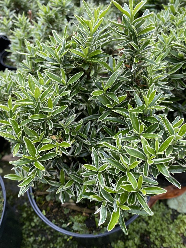 SILVER EUONYMUS MICROPHILLIA SHRUB 2 LT POT DWARF PLANT EVERGREEN ...