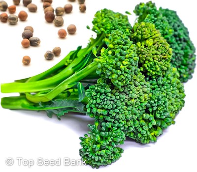 150+ Calabrese Broccoli seeds, Italian Green, Sprouting Broccoli + Free ...