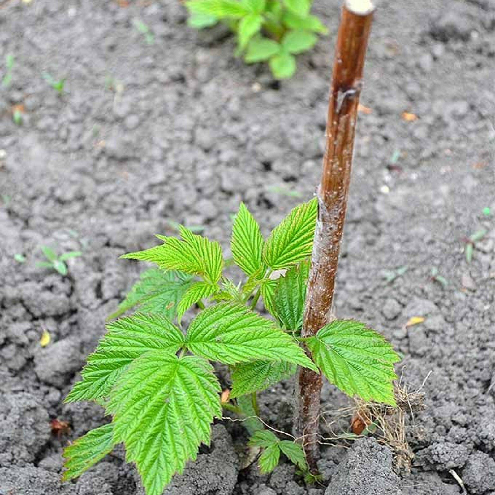 Raspberry Autumn Bliss Bare Root 6 x Canes - Grow Your Own Fresh ...