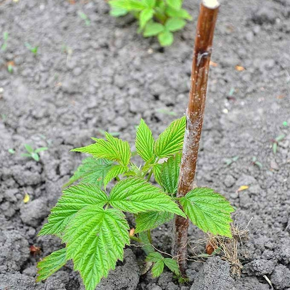 Raspberry Autumn Bliss Bare Root 10 x Canes - Grow Your Own Fresh ...