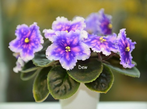 Ukr Standard African Violet "DN-Broadway Lights" - Plant in Bloom! | eBay
