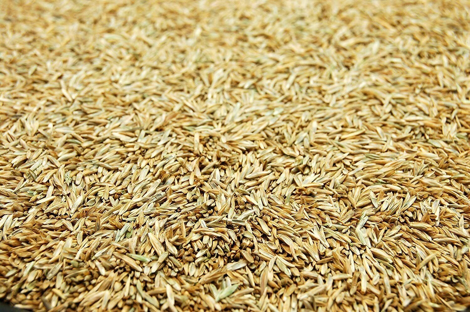 ProTurf Perennial Ryegrass Seed by Eretz - CHOOSE SIZE! Willamette ...